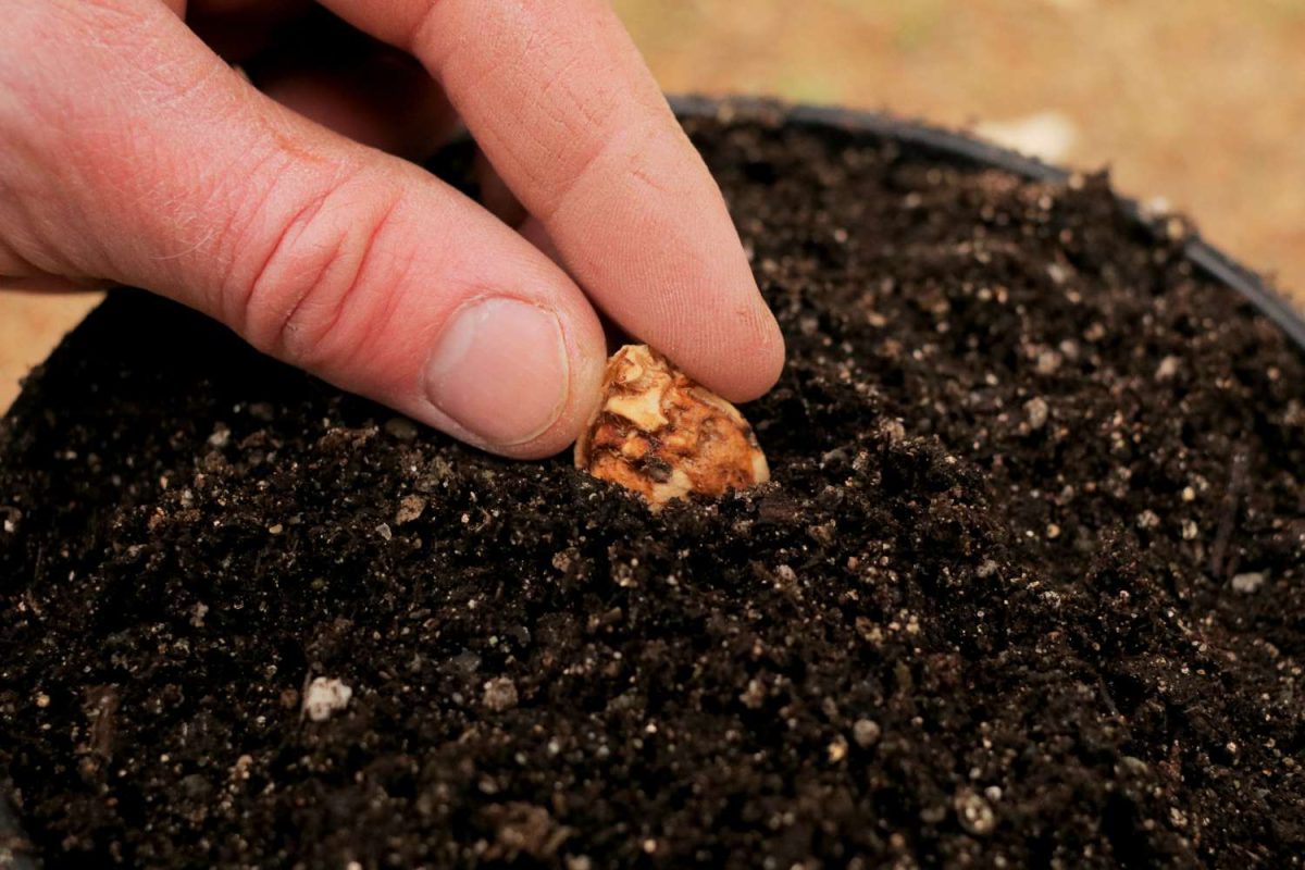 How To Plant A Peach Pit - Kahawatungu