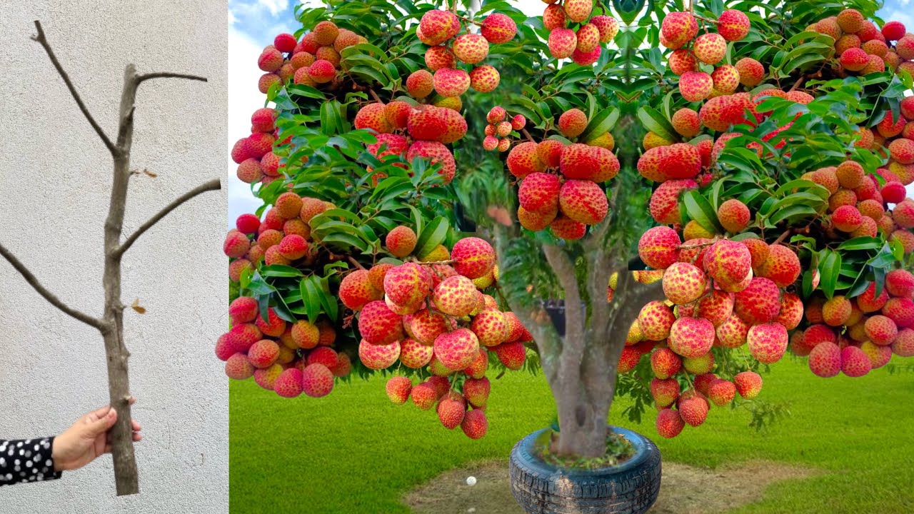 How To Plant A Litchi Tree - KahawaTungu