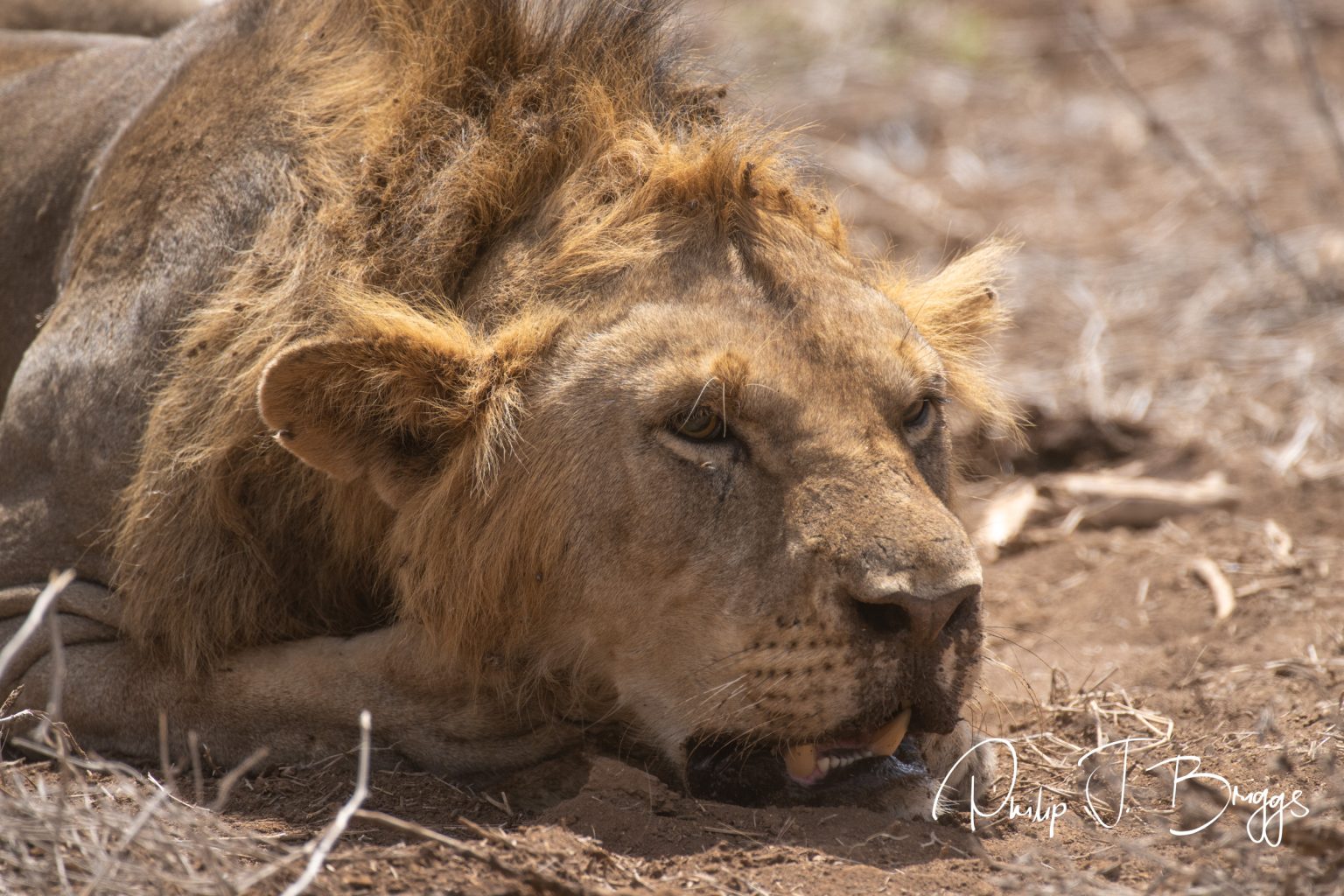 Shock as poisoned carcass kills 6 lions, 34 vultures near Amboseli ...