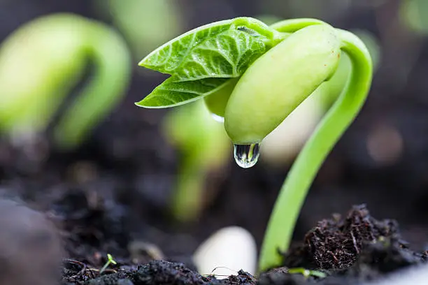 How Long Do Beans Take to Grow - Kahawatungu